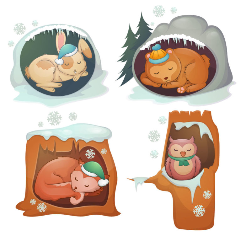 La HIBERNACIÓN de los animales en el invierno | Curiosidades infantiles