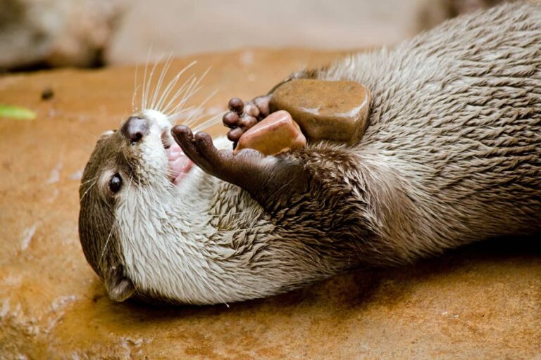 Las nutrias tienen una piedra favorita que conservan para siempre