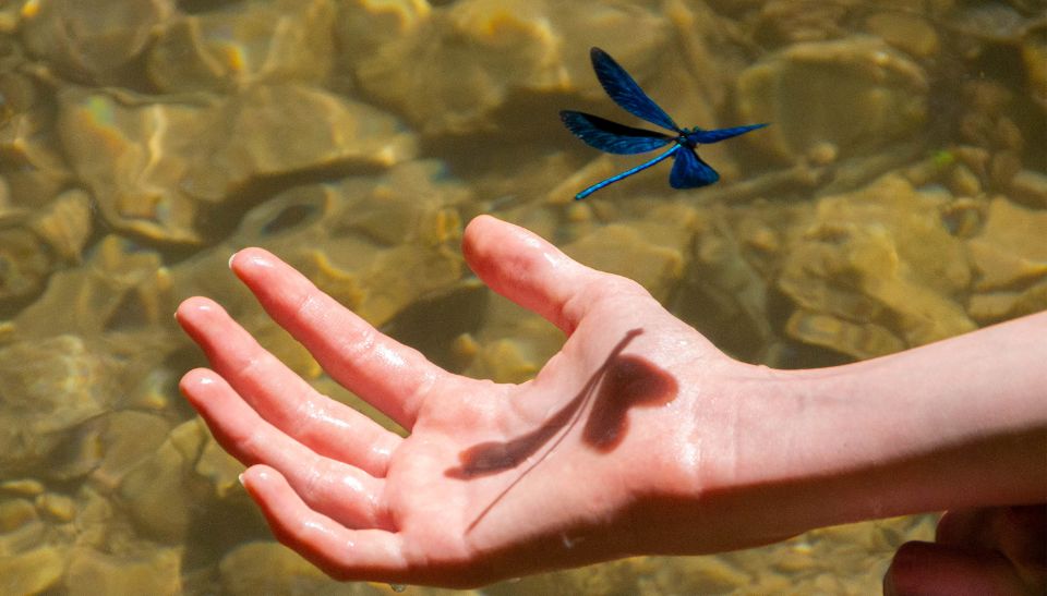 La Metáfora de la Libélula: una poderosa técnica para aprender a avanzar