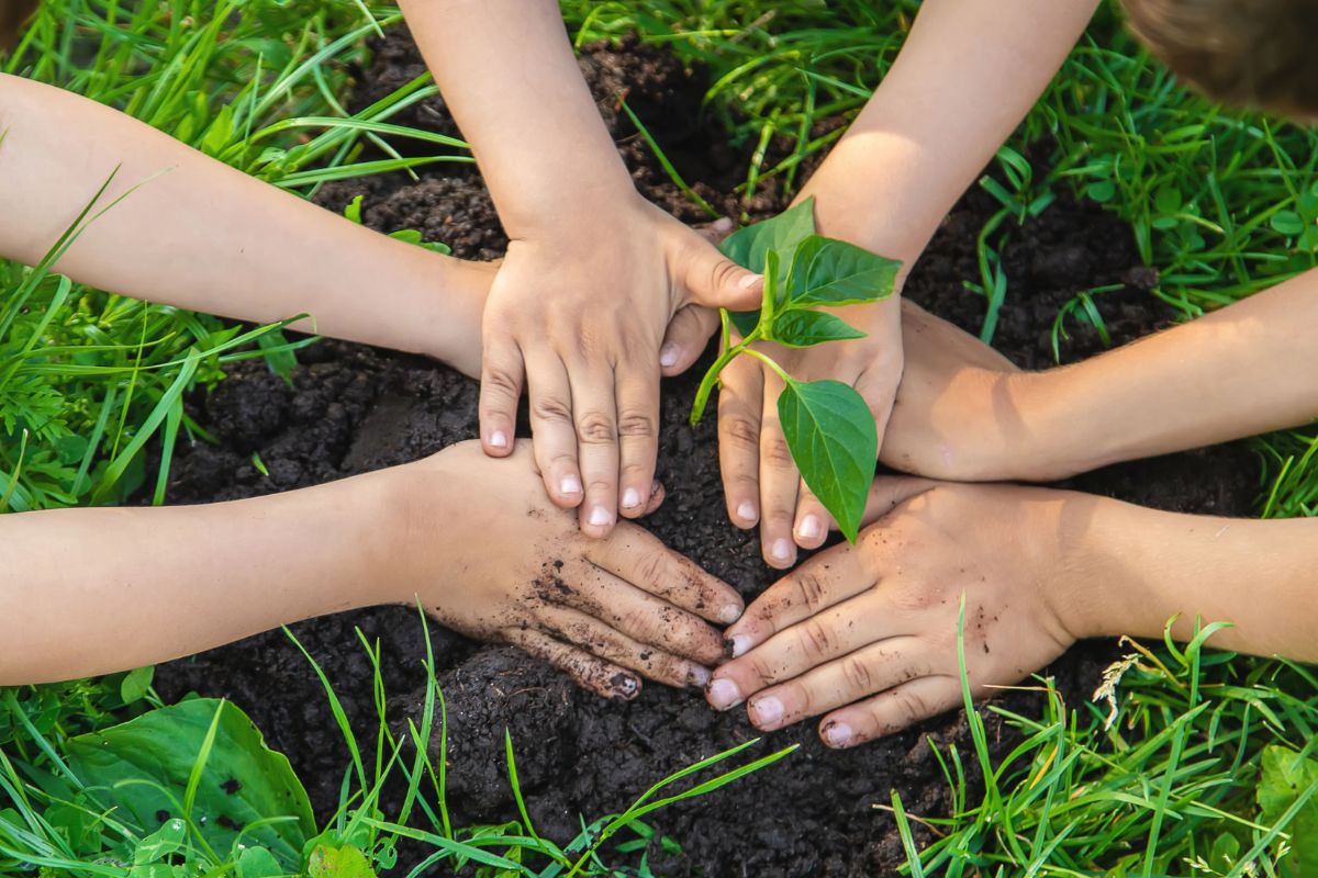 Cómo aprender en clase con el árbol de los valores